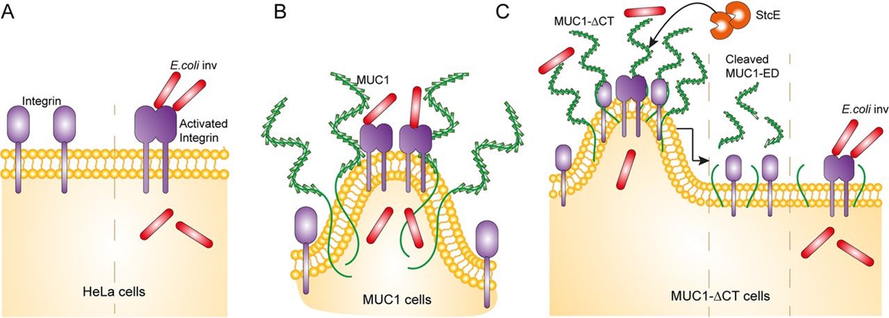 New publication Xinyue Li on bacterial invasion through b1-integrin ...